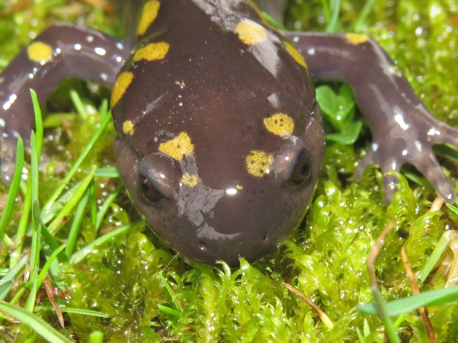 Jefferson Salamanders Breeding