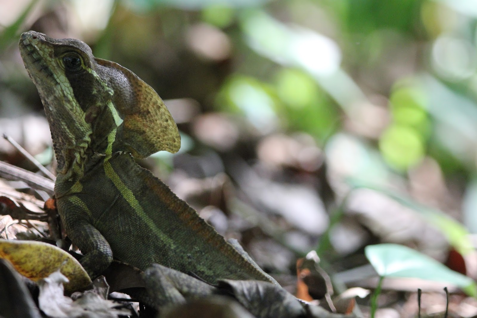 The Green Knee Club: Belize