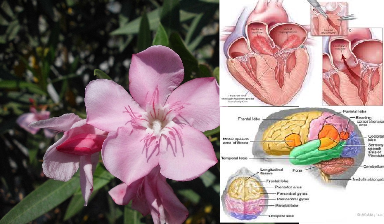 Bunga Mentega (Nerium oleander Linn) yaitu tanaman perdu yang berdiri ...