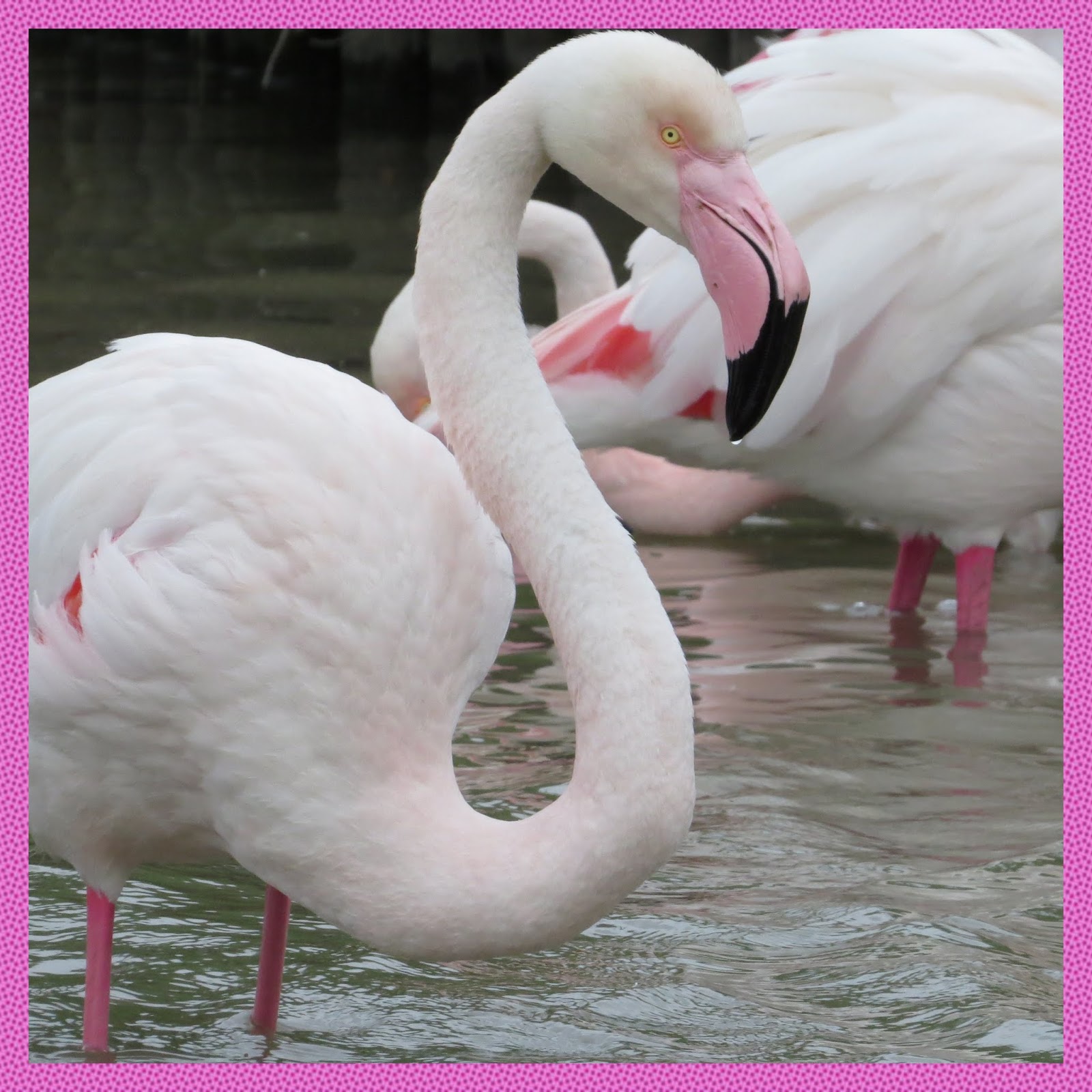 Camargue Flamingos: 12 Pictures That Will Inspire You to Plan a Trip to ...
