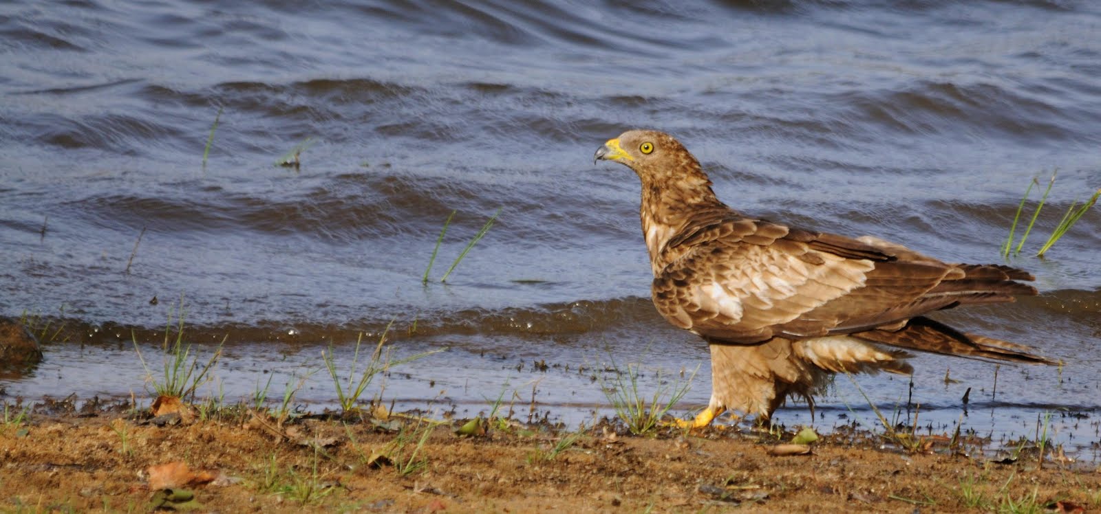 Zunka Bhakri......: On trail of Tiger @ Tadoba-Kolsa