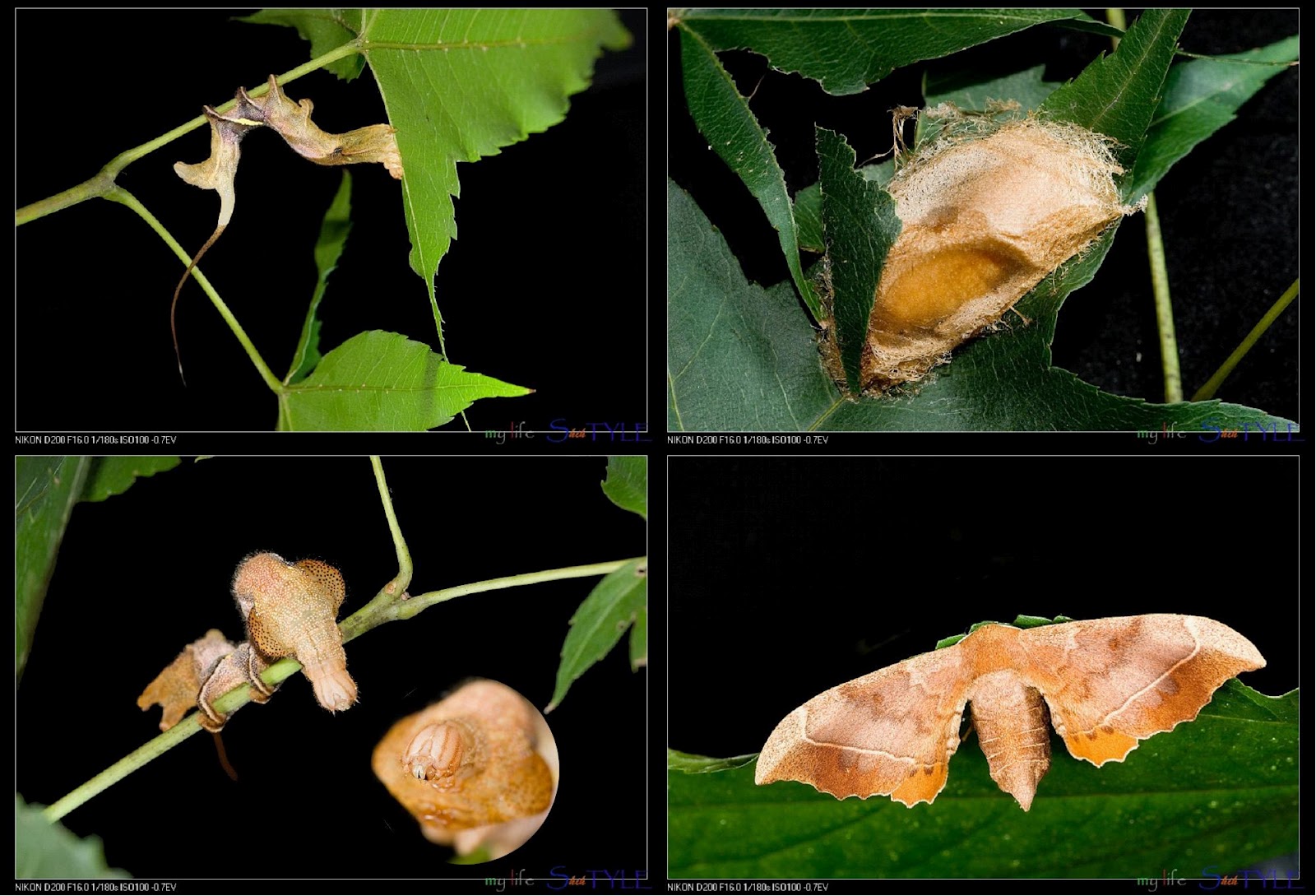 Caterpillars in Taiwan: 2012