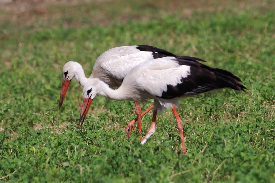 Cyprus Wildlife Tours Around Cyprus