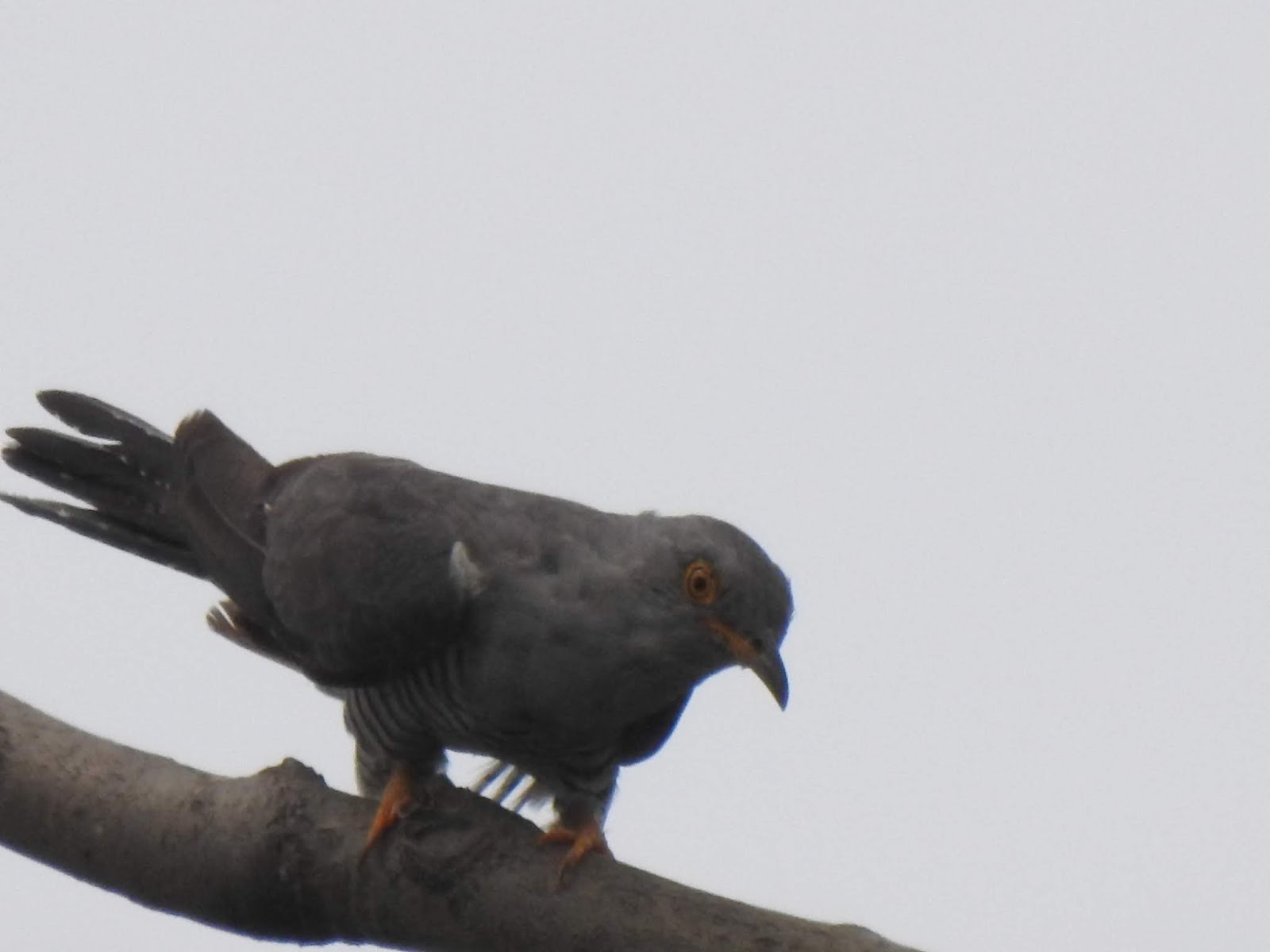 PASARI DIN ROMANIA: CUCUL (2), Cuculus canorus
