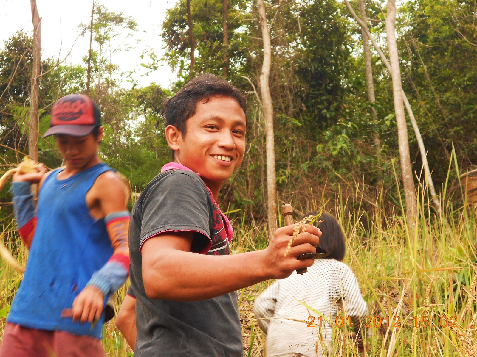 Mixinspiration: Proses menanam Padi Huma hingga Menuai