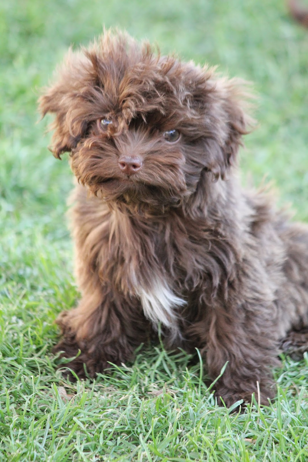 Bolonka Treasures Puppy Page: Gallery - Puppy Photos