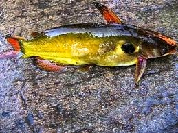 KERALA THE LAND OF RIVERS /FISHES WATERFALLS/ BEACH/ LAKE/ DAMS ...