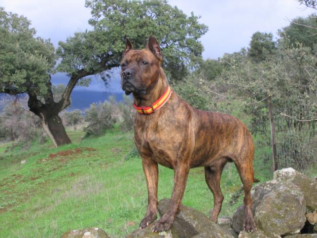 Alano español | WIKI PERROS