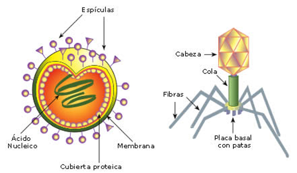 EL PROFE LÓPEZ: VIRUS Y BACTERIAS