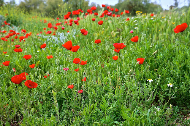 The London Foodie: The London Foodie Goes to Spain’s Castilla-La Mancha ...