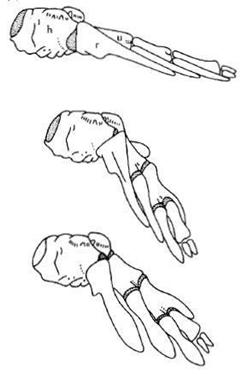 Blog de la Vida Prehistórica: Los Sarcopterigios