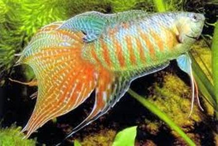 Paradisefish - Fancy Freshwater Fish - Freshwater Fish