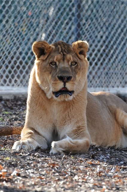 In-Sync Exotics' Cat Tales: 9/9/12 - 9/16/12