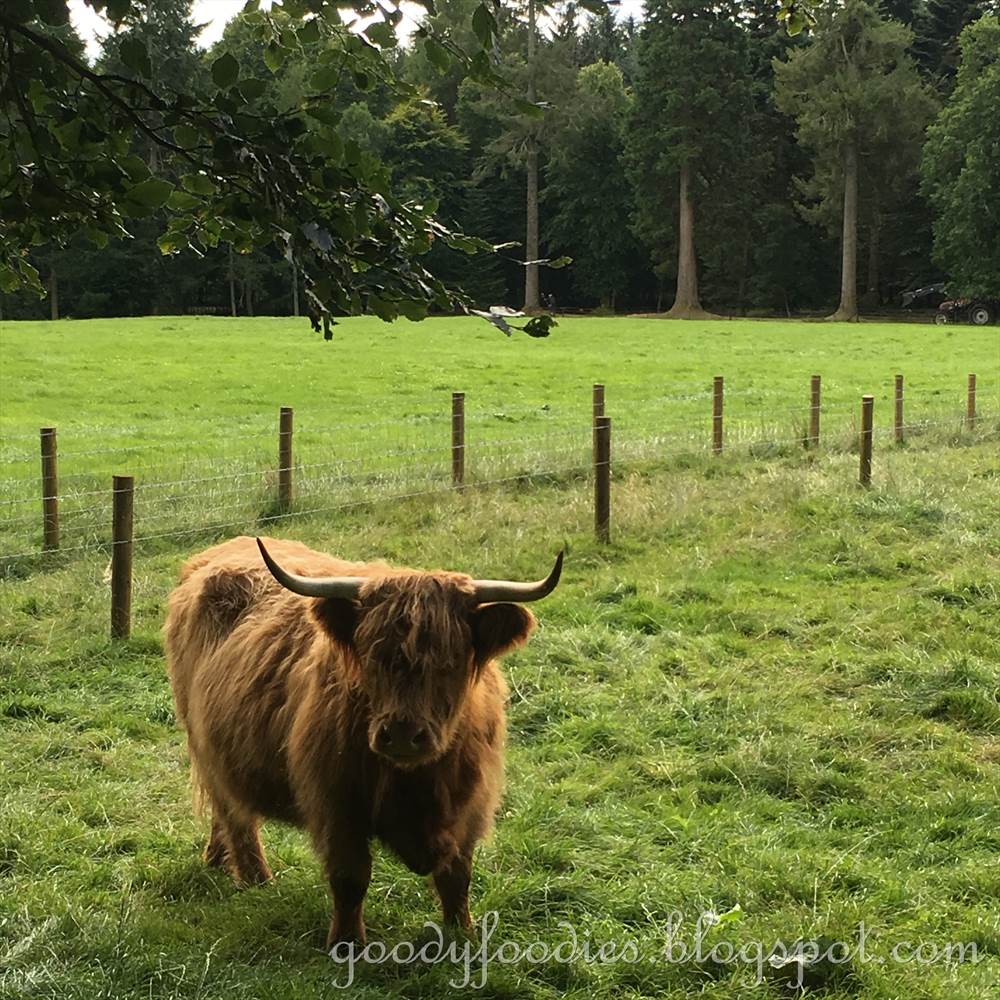 GoodyFoodies: Hairy Coo (Highland Cows) @ Crathes Castle, Aberdeenshire ...