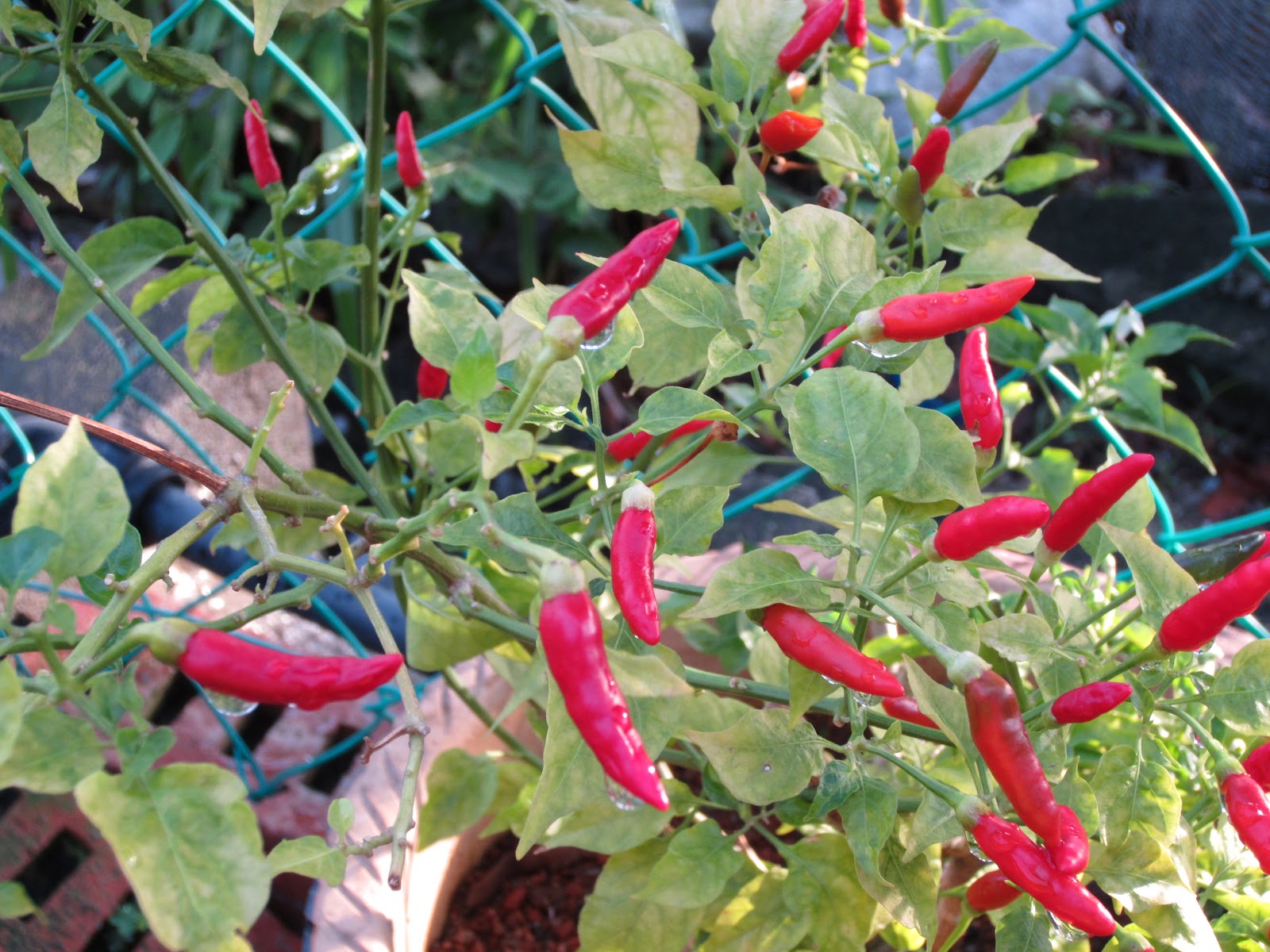 Happy Feet Mama: Cilli Padi