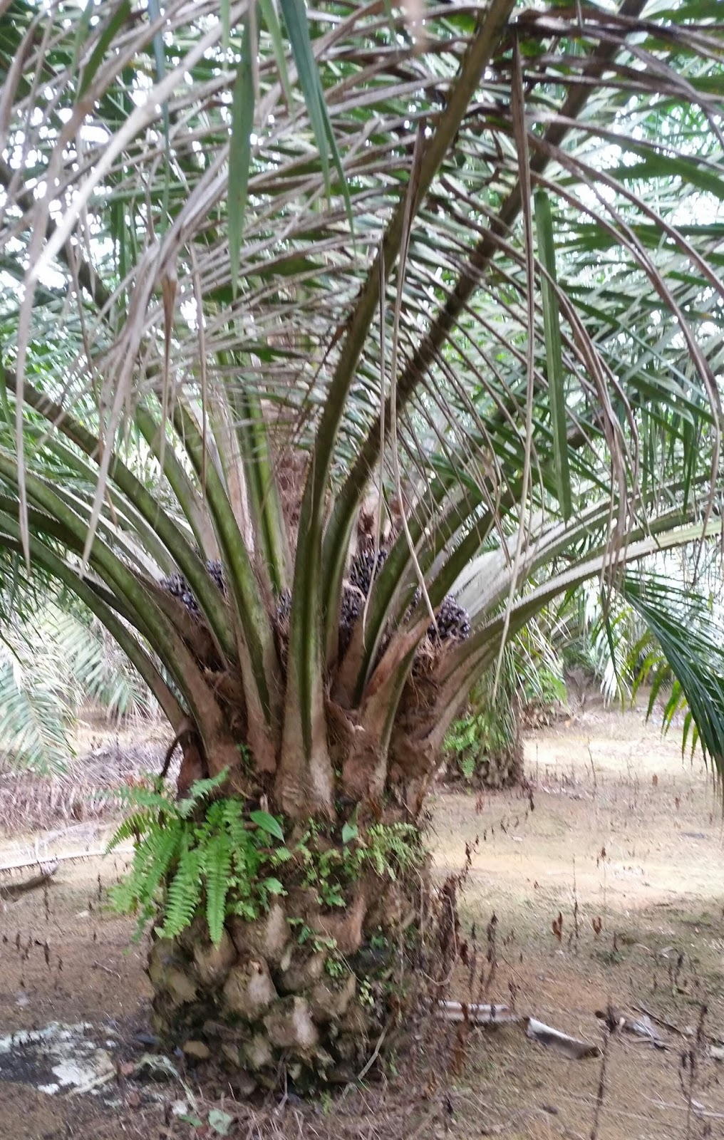 Warisan Petani: Kebun Kelapa Sawit 2 : Pemangkasan Pelepah.