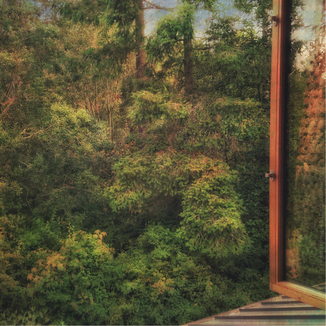 The window as a metaphor ~ Sweetpea Path