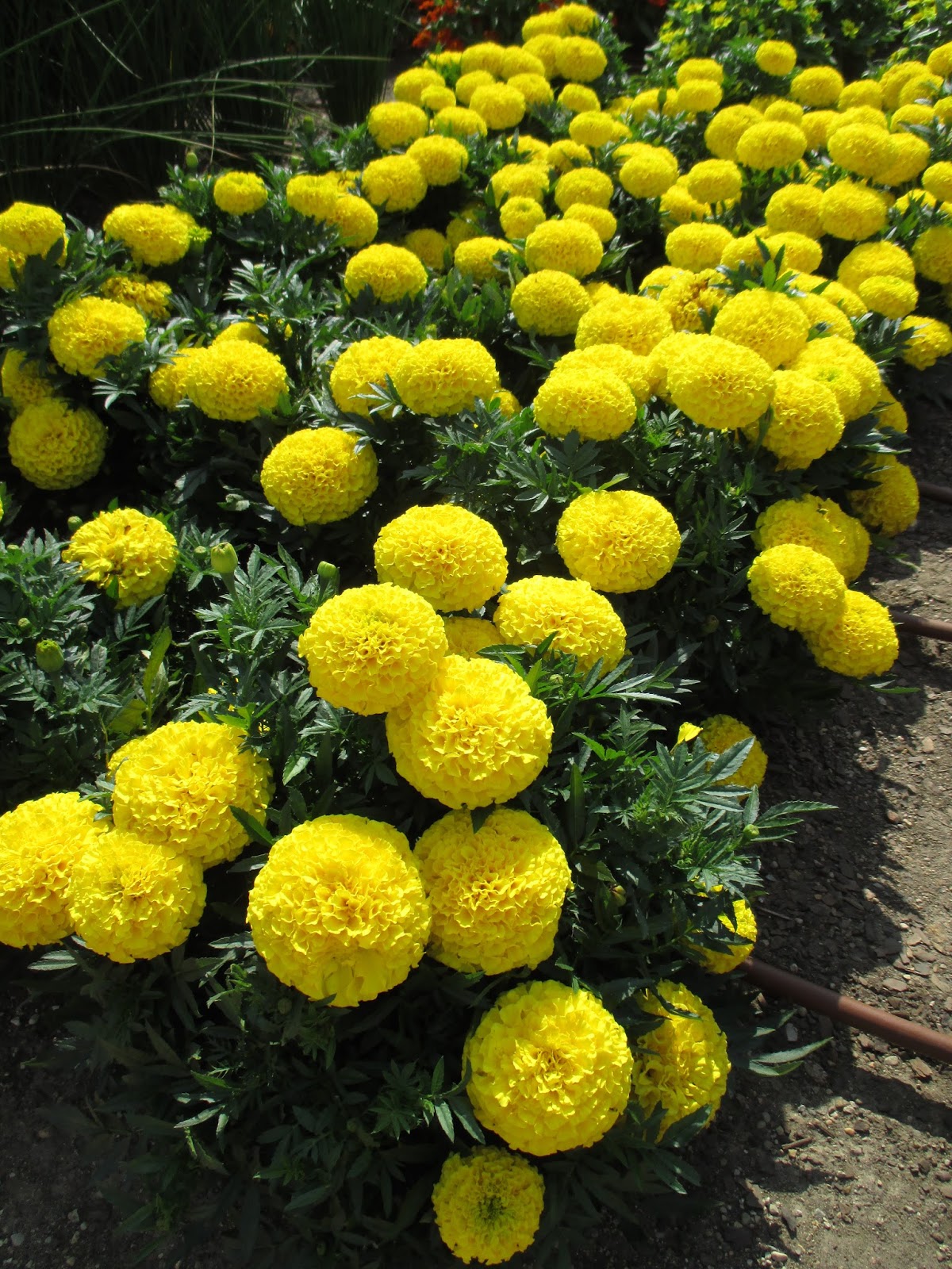 Rotary Botanical Gardens - Hort Blog: Fist-Sized Marigolds