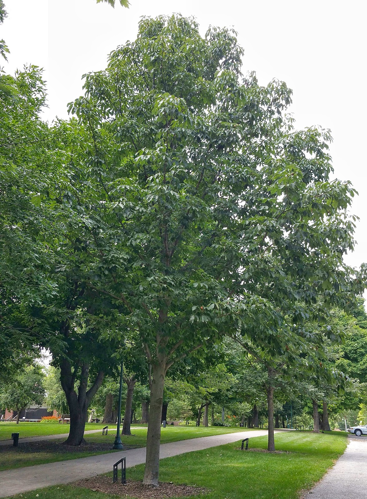 History and Culture by Bicycle: Storm Lake, Iowa: Living Heritage Tree ...