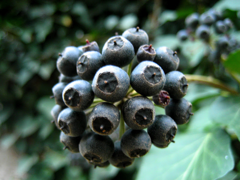 Living Rootless: Kutaisi: Brains and Snafu