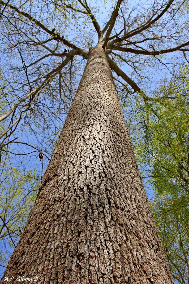 The Buckeye Botanist: A Tribute to Some Tremendous Trees