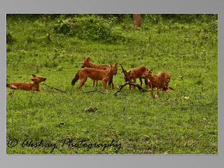 Akshay Manjunath "The Naturalist": Dhole – Indian Wild Dog (Cuon Alpinus)
