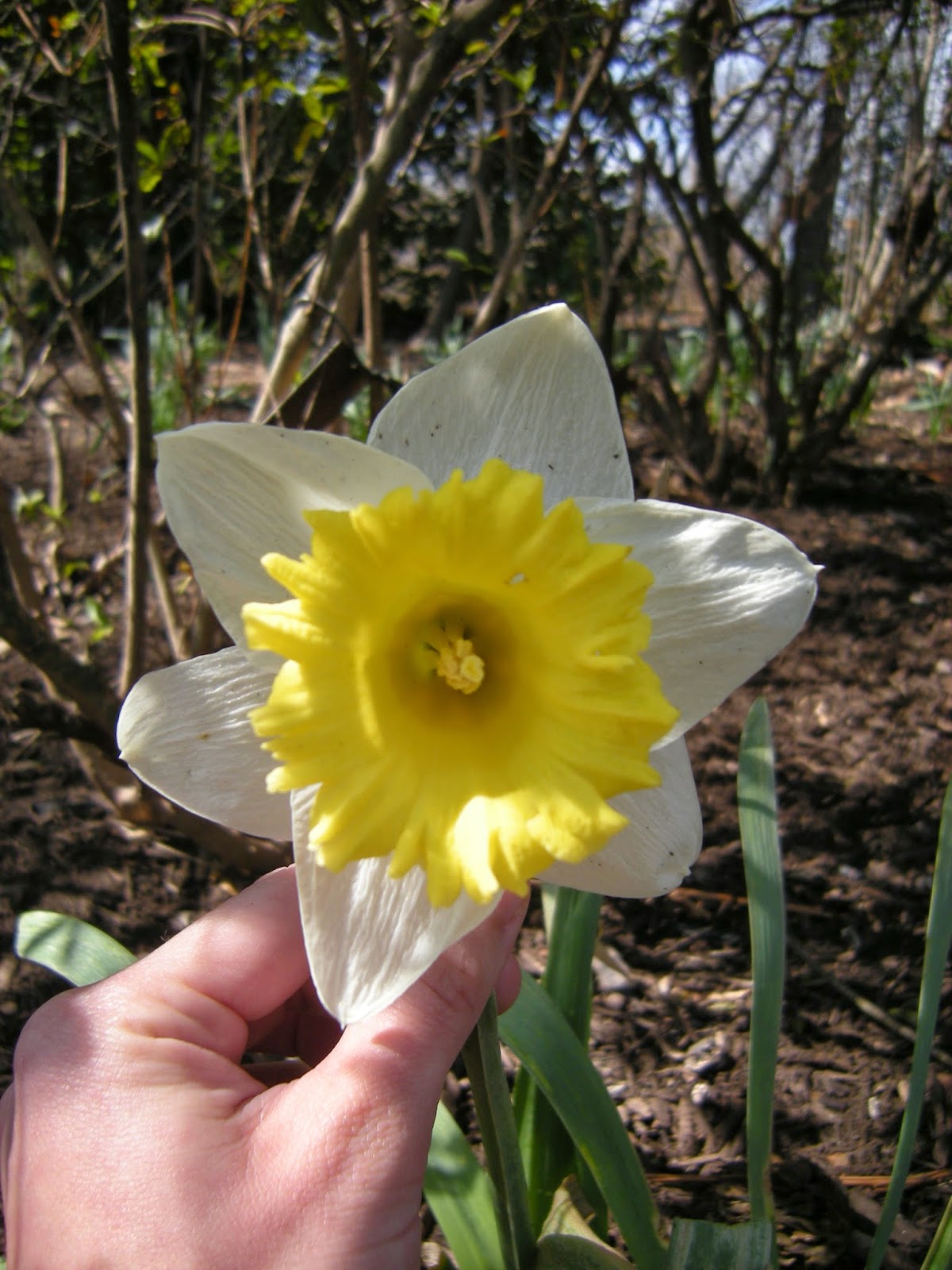 Little Things: Daffodils and Dixon