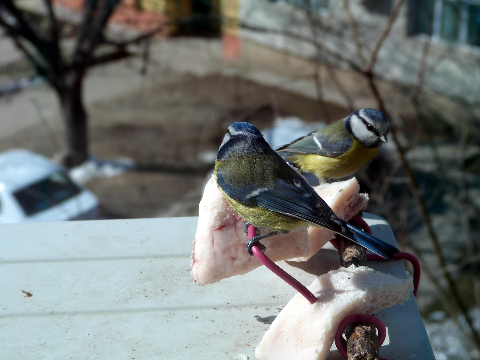 Frumusetile naturii: Pitigoiul albastru (Parus caeruleus)
