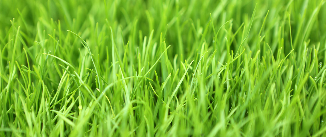 Overseeding Lawns With Ryegrass - Best Manual Lawn Aerator