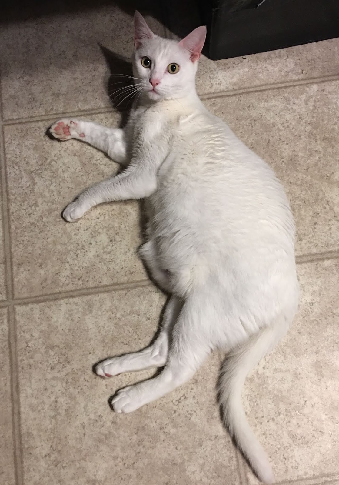 Anakin The Two Legged Cat: 2018-08-26