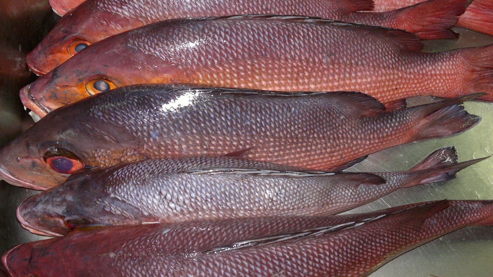 Easy and fun cooking