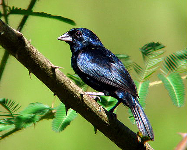 Bellas Aves de El Salvador: Volatinia jacarina (saltarín o volatín negro)