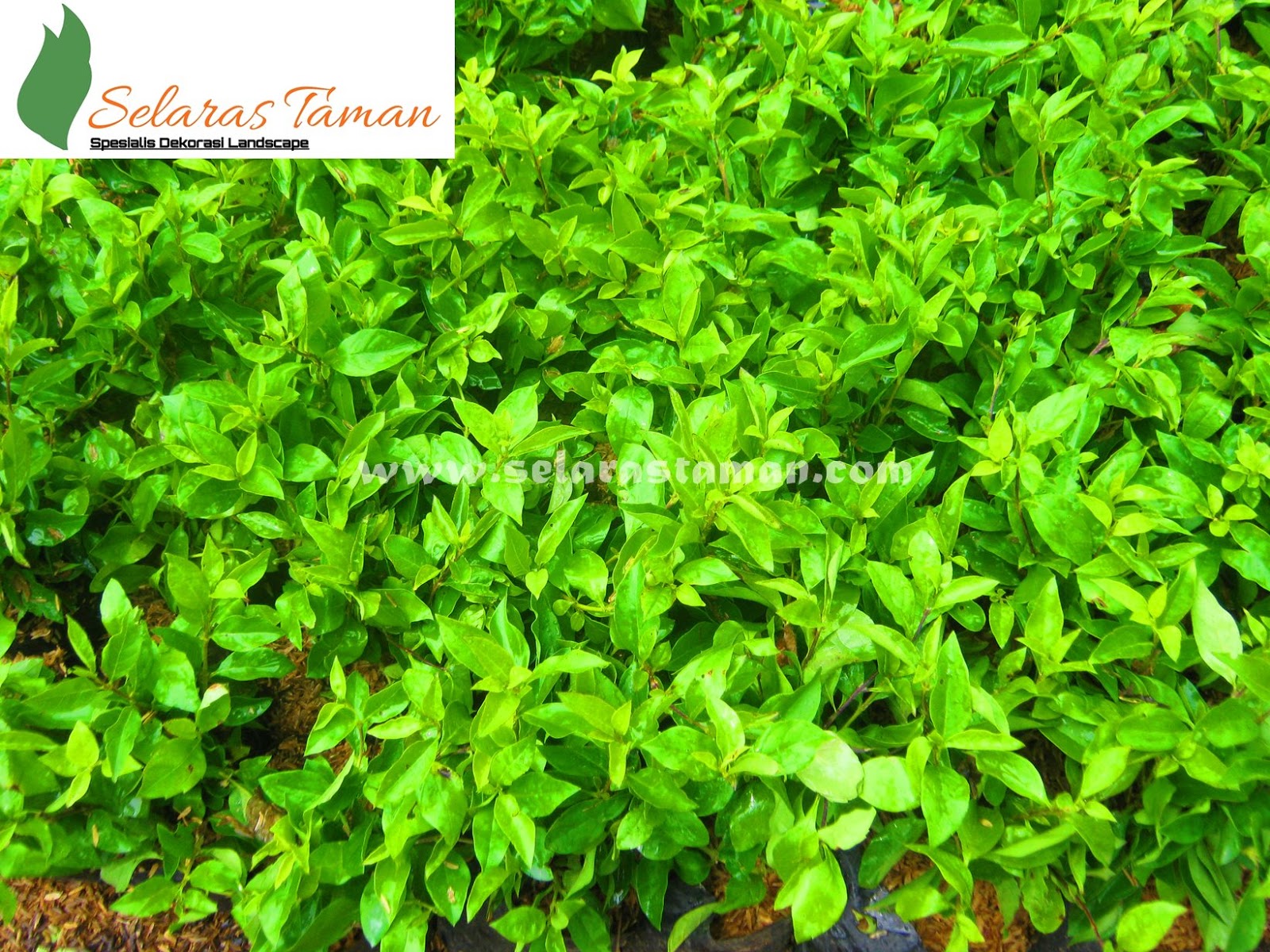 23 jenis tanaman hias yang sering digunakan untuk taman | Selaras Taman ...