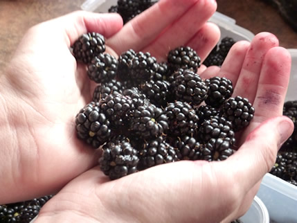 Healthy Sustainable Living: Study Shows Black Raspberries One Of The ...