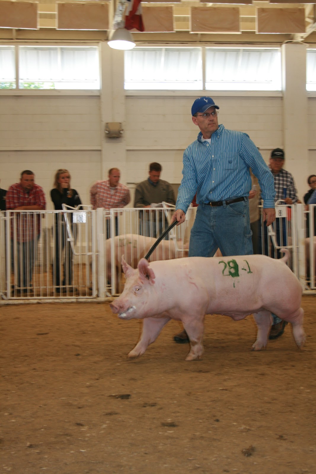 2011 National Barrow Show Landrace Breeding Results | National Swine ...