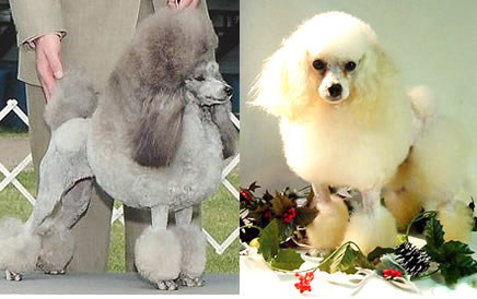 ** Mundo Pet Magazine **: Poodle