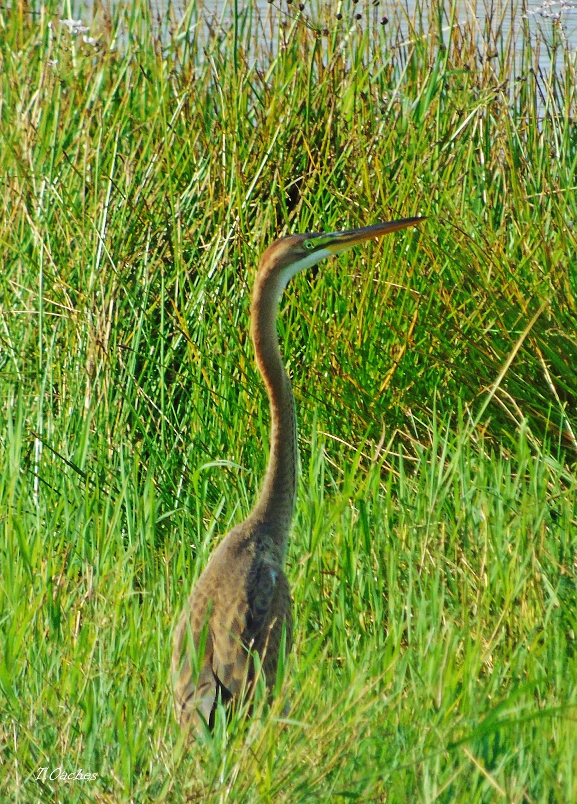PASARI DIN ROMANIA: STARC ROSU, Ardea purpurea