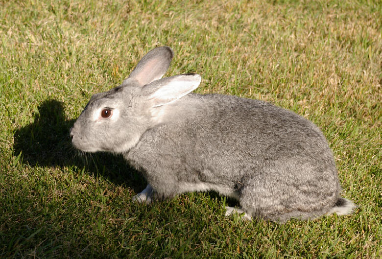 American Chinchilla | The Life of Animals