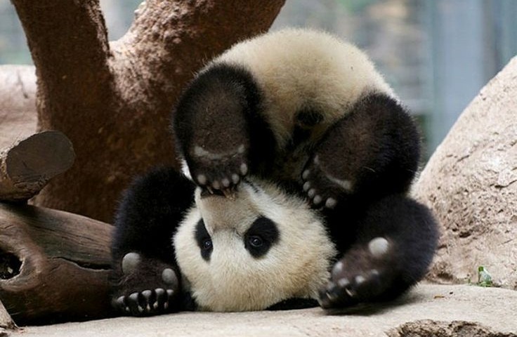 Mundo Panda: Pandas y más pandas