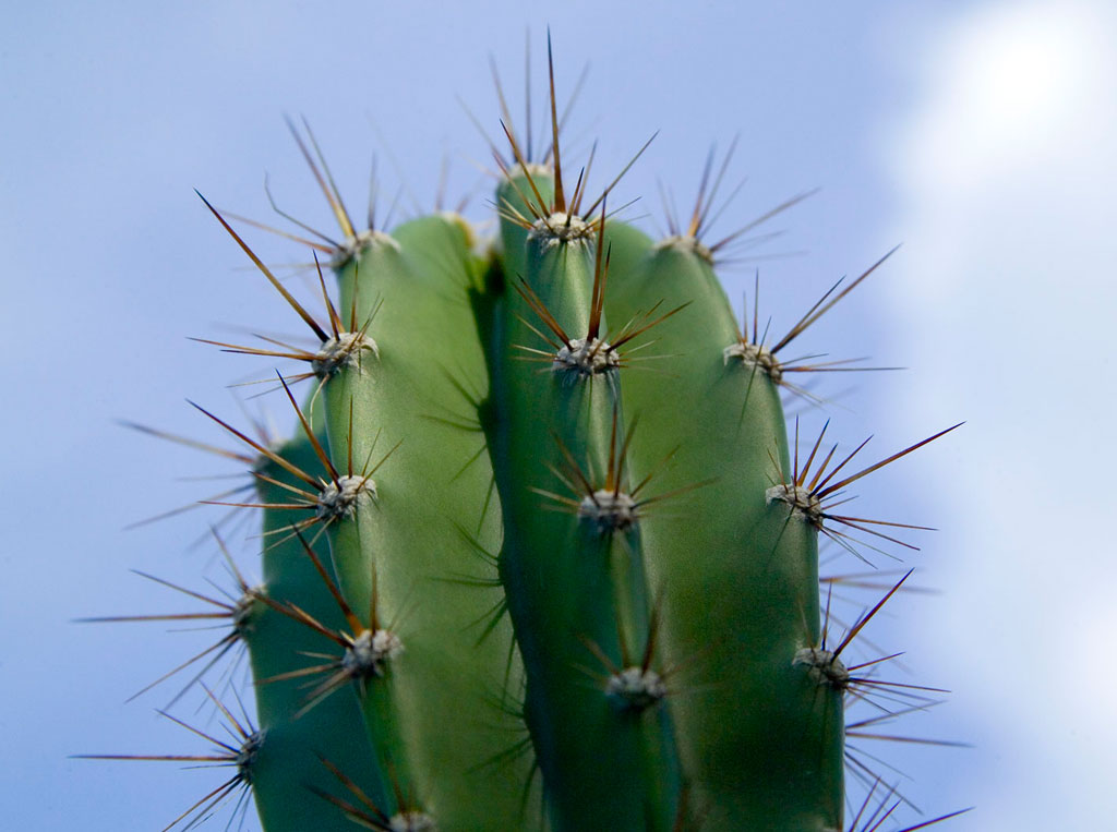 Cactus images | Images of everything