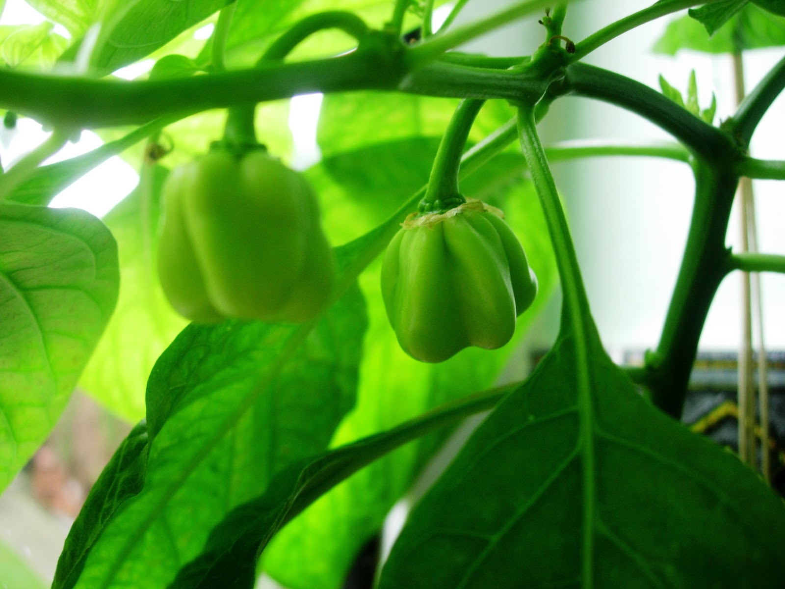 Chilli Pepper Heaven:: Pictures of Chilli Plants I have Grown