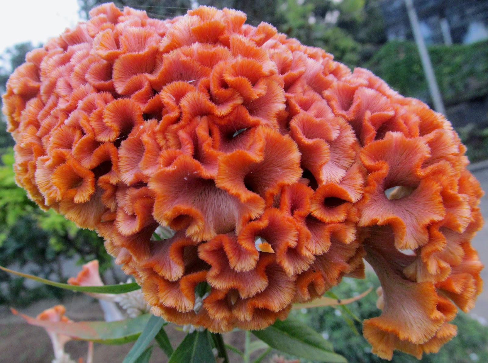NATURAL & UNIQUE PHOTOGRAPHY: SPIDER ON THE PLUM PLANT FLOWER OR MURGA ...