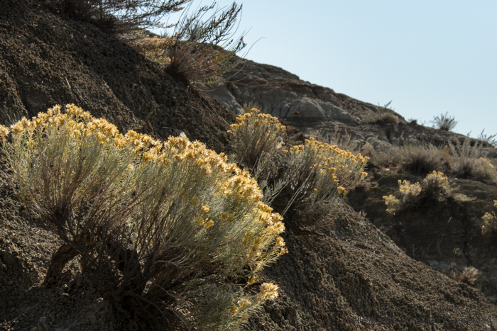Prairie Wildflowers: Rabbitbrush: twisted, yellow-flowered shrub