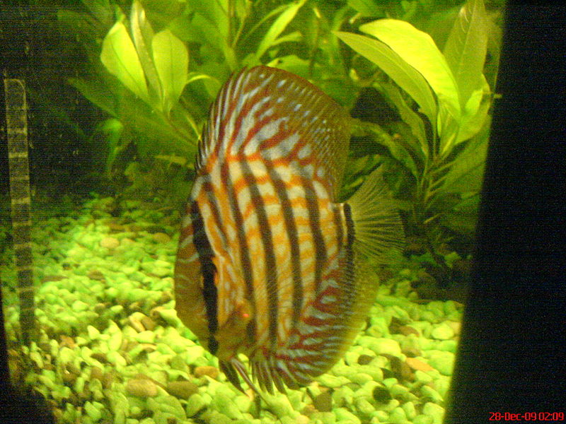 Discus: Discus (fish)