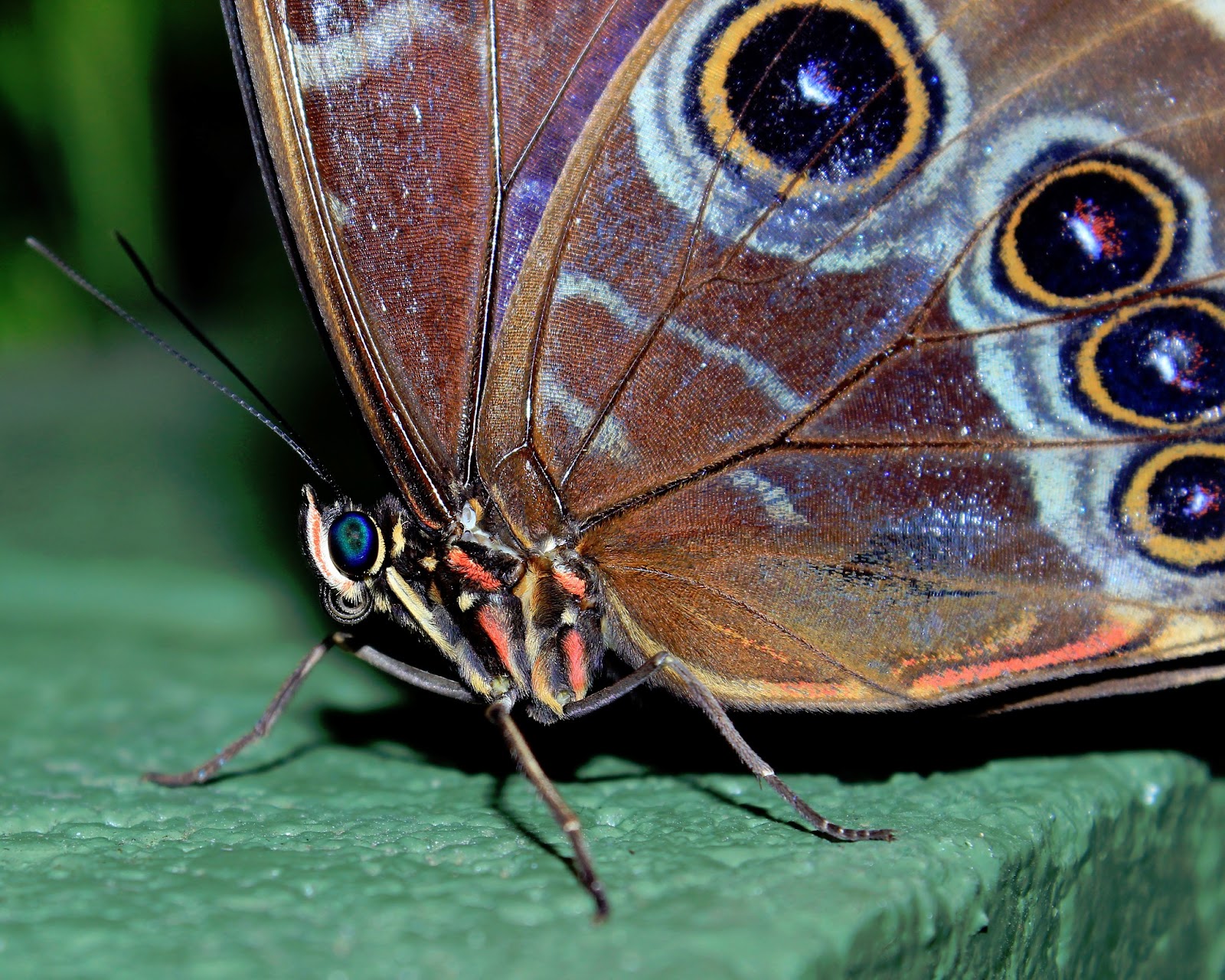 Arizona Writer: Adventures in Butterfly Wonderland