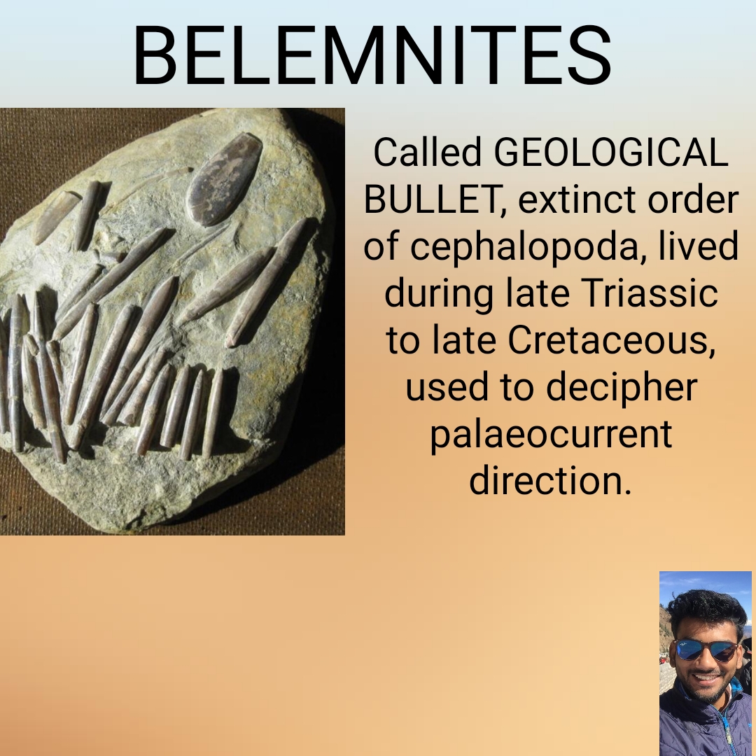 Belemnites