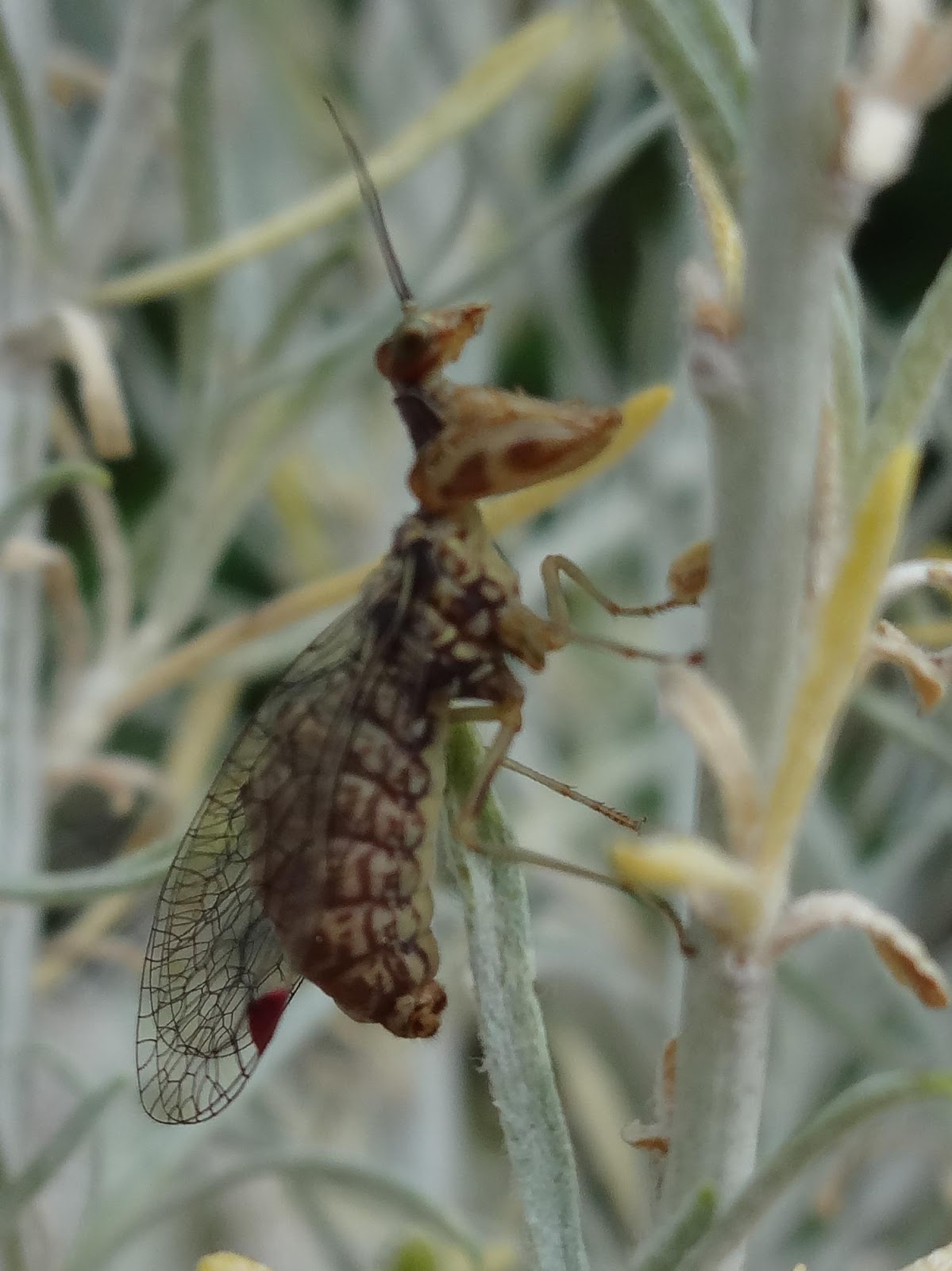 The Scientific Gardener: 6/1/13 - 7/1/13