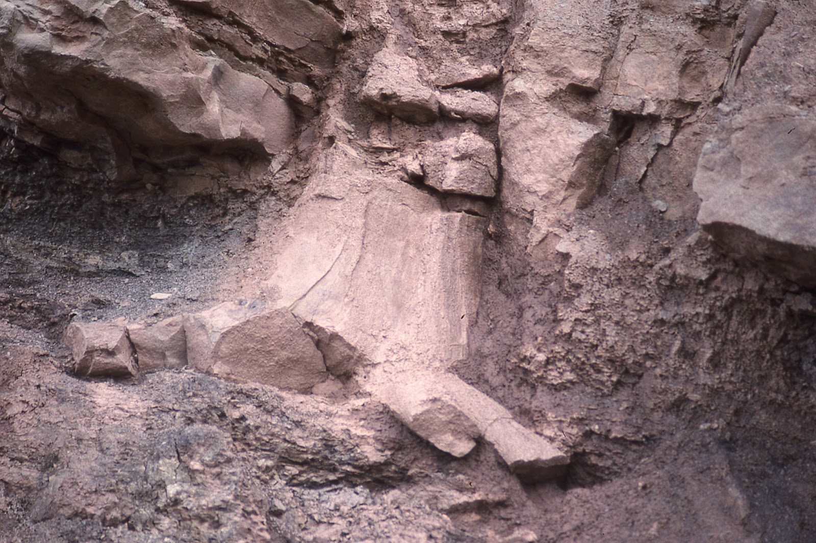 Joggins Fossil Cliffs: Dr. Martin Gibling reflects...