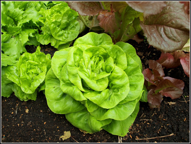 Mark's Veg Plot: Lettuce etc...