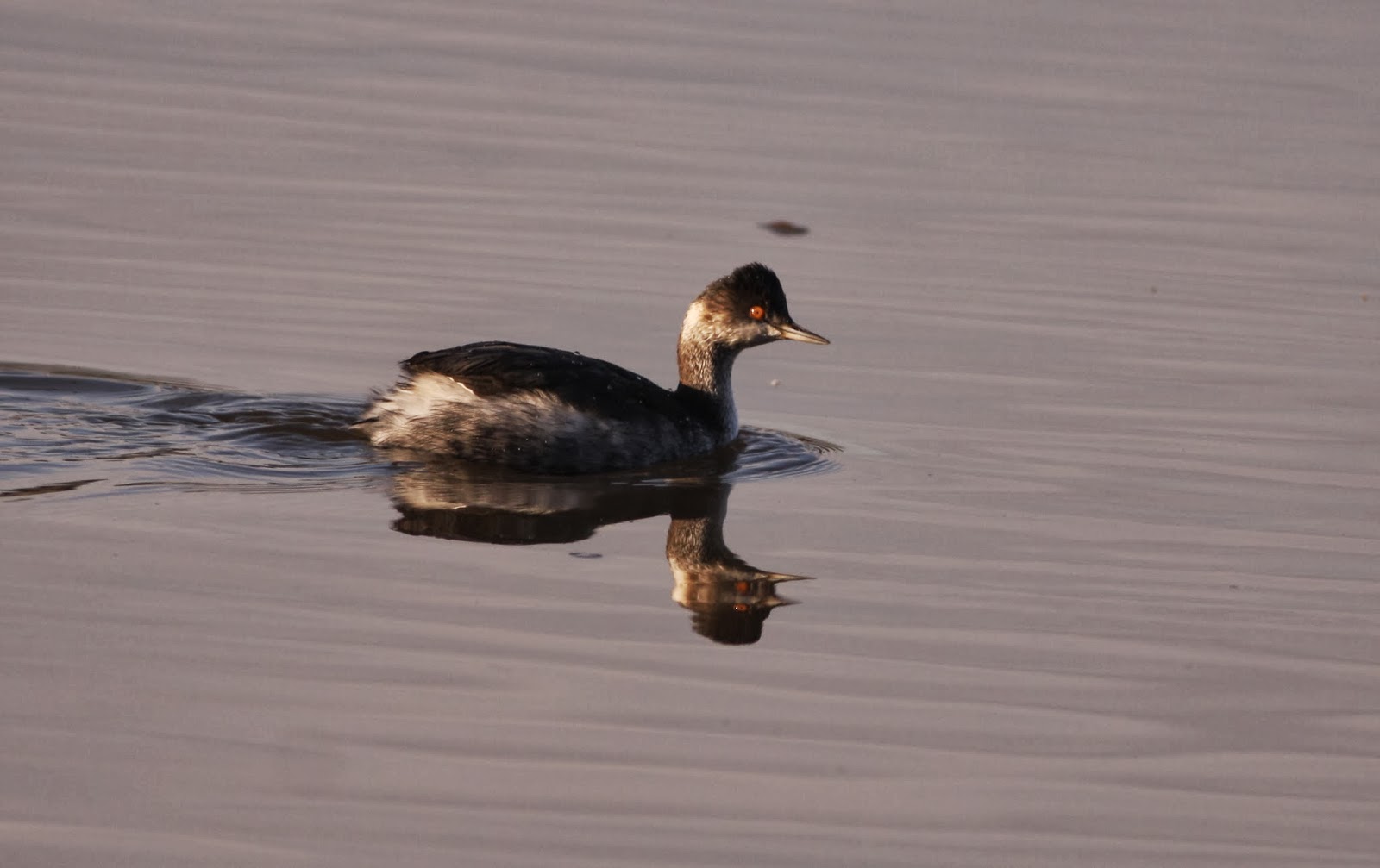 Birding Queretaro: Presa Centenario, Tequisquiapan